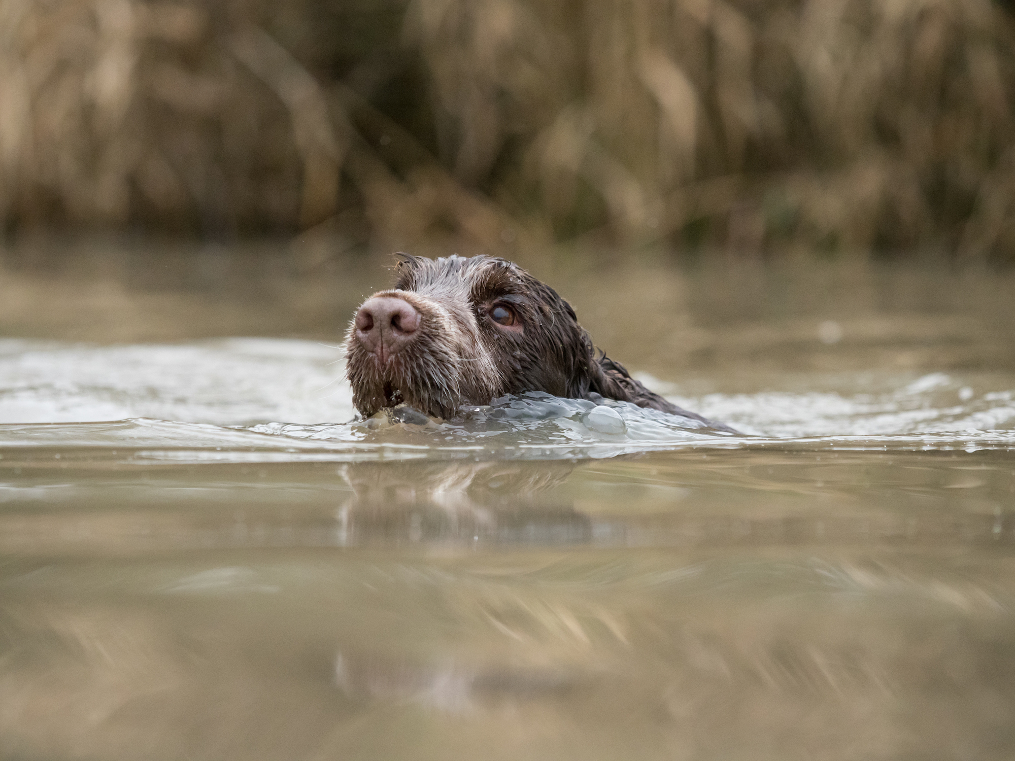 Photos des jours de chasse | Domaine de Mariaville